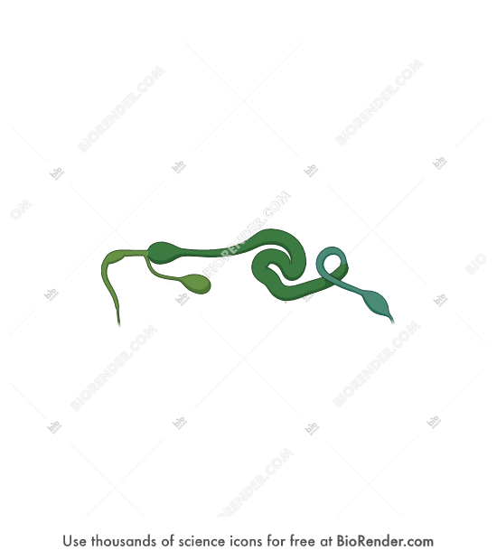 Free Drosophila organ (gut, lateral) Icons, Symbols & Images | BioRender