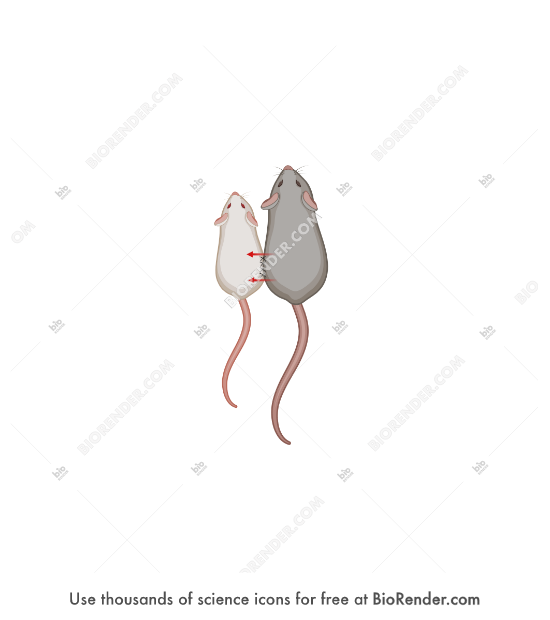 Free Mice (parabiosis, heterochronic) Icons, Symbols & Images | BioRender