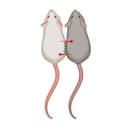 Free Mice (parabiosis, isochronic) Icons, Symbols & Images | BioRender