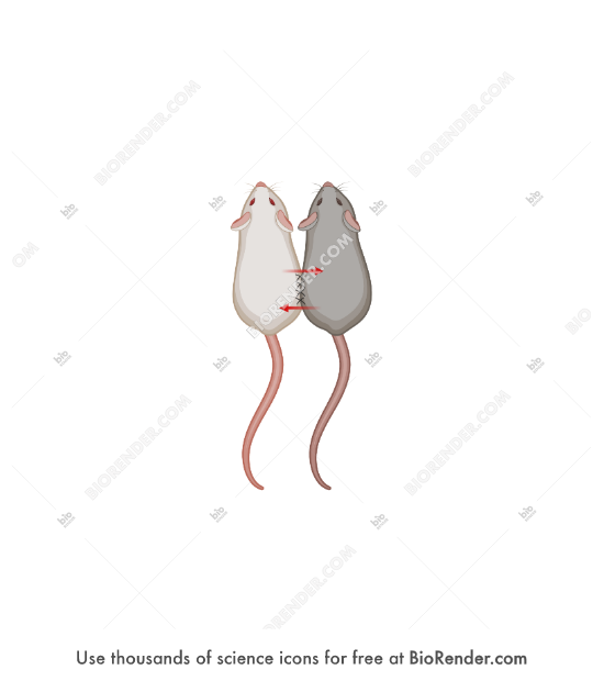 Free Mice (parabiosis, isochronic) Icons, Symbols & Images | BioRender
