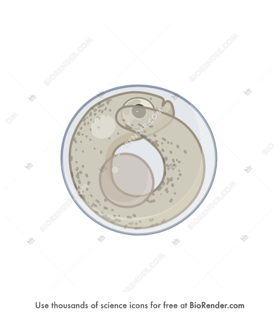 Free Killifish embryo (diapause III) Icons, Symbols & Images | BioRender