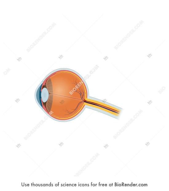 Free Eye (sagittal, optic nerve) Icons, Symbols & Images | BioRender