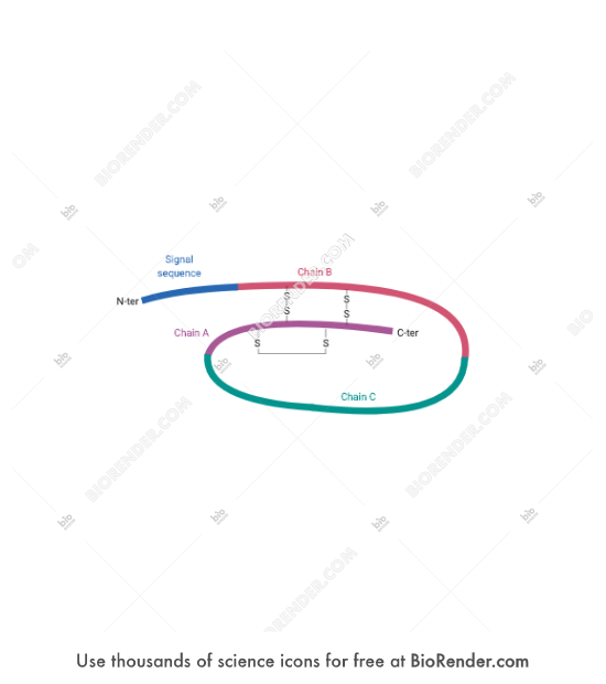 Free Insulin modification (1. Preproinsulin) Icons, Symbols & Images ...