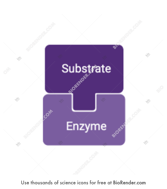 Free Generic enzyme 6 Icons, Symbols & Images | BioRender