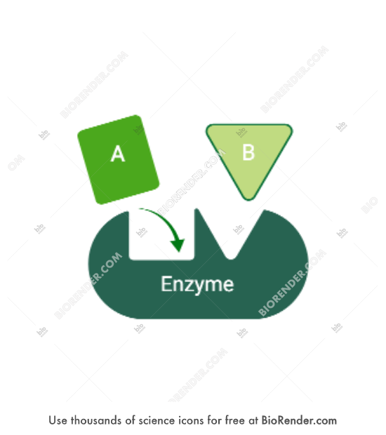 Free Generic enzyme 10 (complex) Icons, Symbols & Images | BioRender