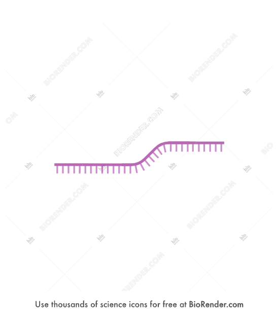 Free RNA (with nucleotides, shape 1) Icons, Symbols & Images | BioRender