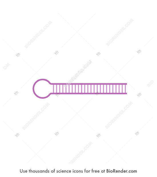 Free RNA (stem loop, small, long) Icons, Symbols & Images | BioRender