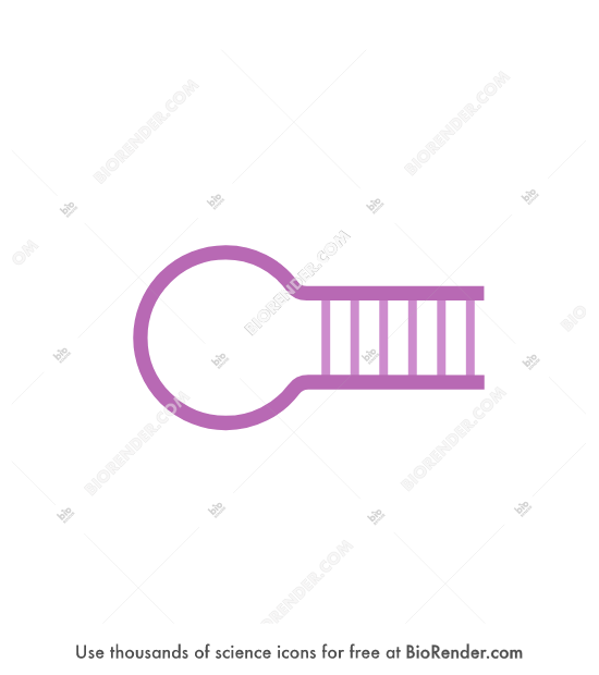 Free RNA (stem loop, small, short) Icons, Symbols & Images | BioRender