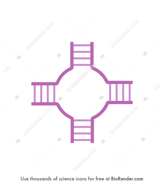 Free RNA (multiloop junction, small, 4) Icons, Symbols & Images | BioRender