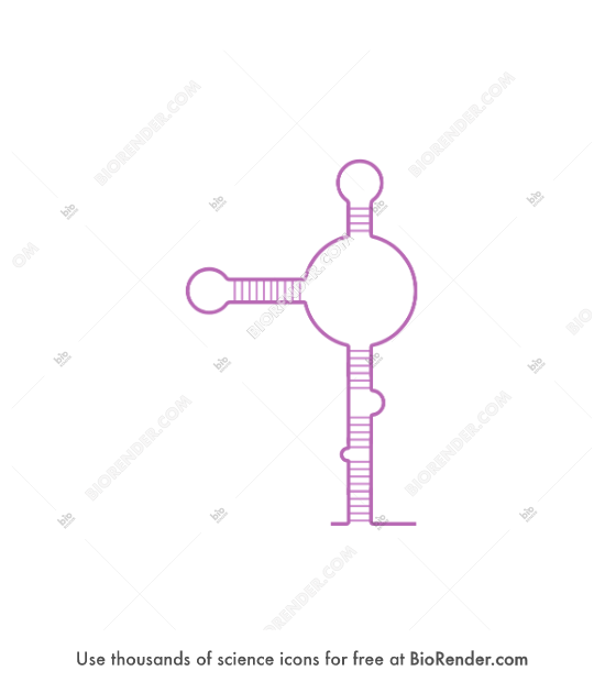 Free Y-RNA (hY1) Icons, Symbols & Images | BioRender