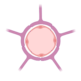 Free Blood brain barrier (cross-section) Icons, Symbols & Images ...