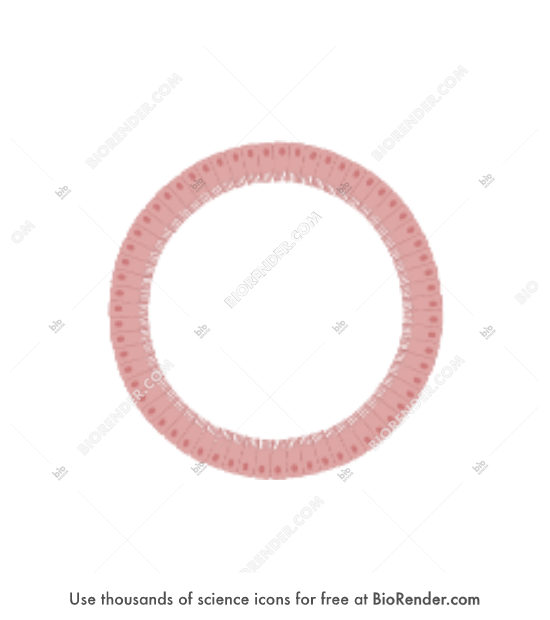 Free Ciliated columnar cell (respiratory, ring) Icons, Symbols & Images ...