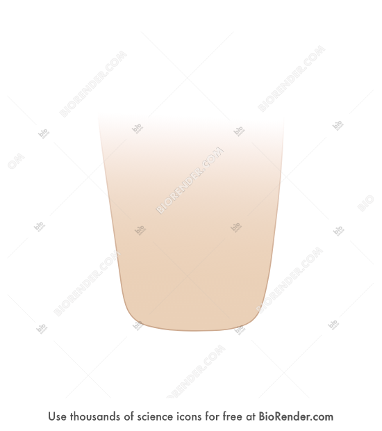 Free Limb (amputation stump) Icons, Symbols & Images | BioRender