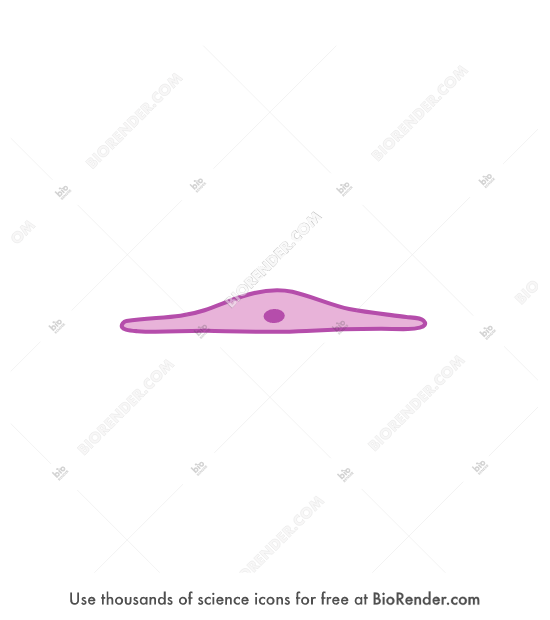 Free Cell (spindle, small, long) Icons, Symbols & Images | BioRender