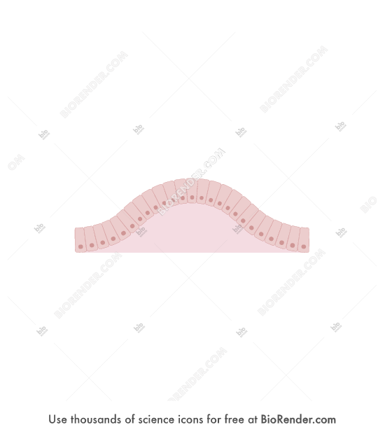 Free Supporting cell (inner ear, crista ampullaris) Icons, Symbols ...