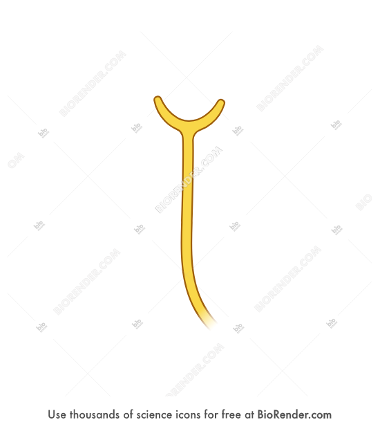 Free Vestibular nerve ending (short, type 2, curved) Icons, Symbols ...
