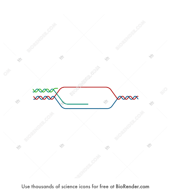 Free DNA (2D, recombination D-loop) Icons, Symbols & Images | BioRender