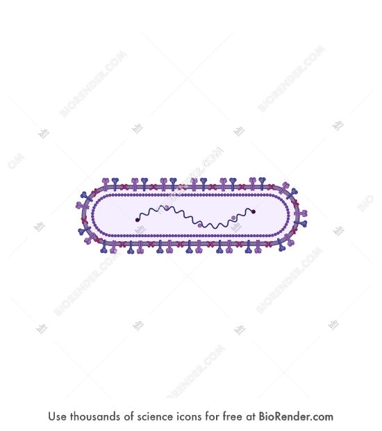 Free RSV (filamentous) Icons, Symbols & Images | BioRender