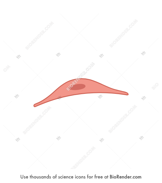 Free Myoepithelial cell Icons, Symbols & Images | BioRender