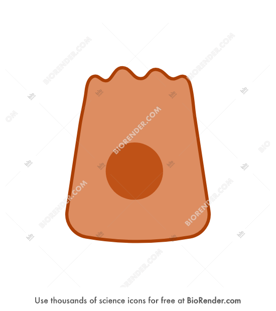 Free Luminal epithelial cell Icons, Symbols & Images | BioRender