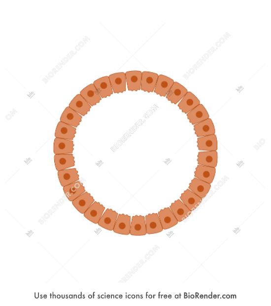 Free Luminal epithelium (circular) Icons, Symbols & Images | BioRender