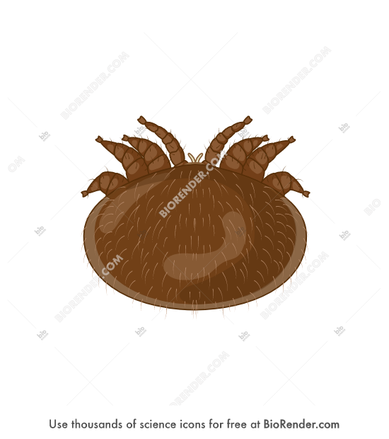 Free Varroa destructor (female) Icons, Symbols & Images | BioRender