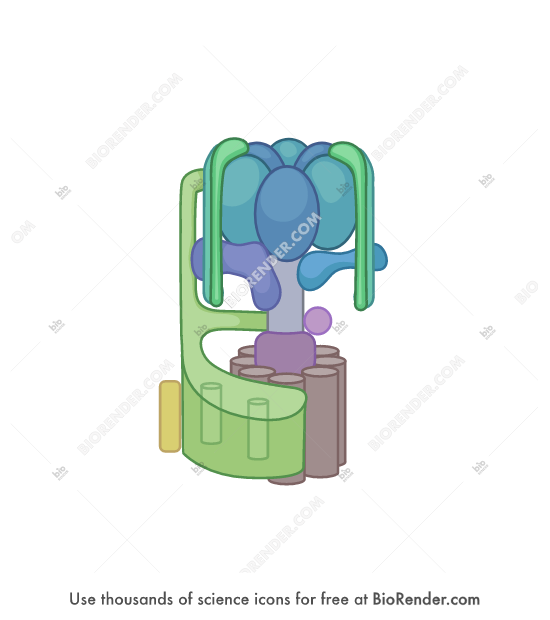 Atp Synthase