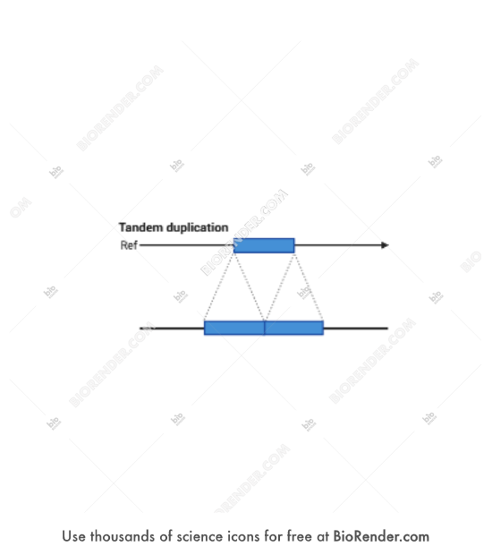Free Genome structural variation (tandem duplication) Icons, Symbols ...
