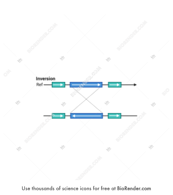 Free Genome Structural Variation Inversion Icons Symbols And Images