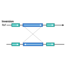 Free Genome structural variation (inversion) Icons, Symbols & Images ...