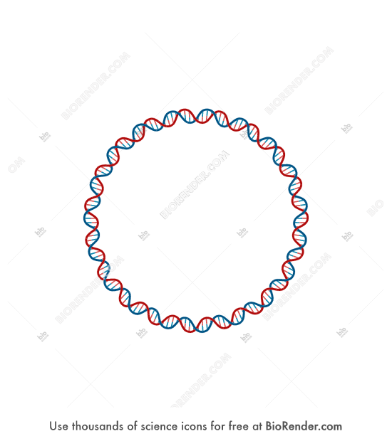 Free DNA (circular, large) Icons, Symbols & Images | BioRender