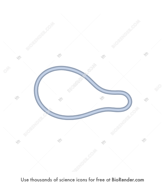 Free Endosome (2) Icons, Symbols & Images | BioRender