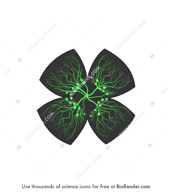 Free Retinal flat mount (OIR, mouse) Icons, Symbols & Images | BioRender