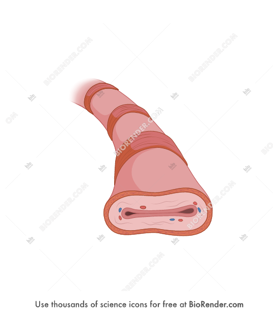 Free Airway (obstructed) Icons, Symbols & Images | BioRender