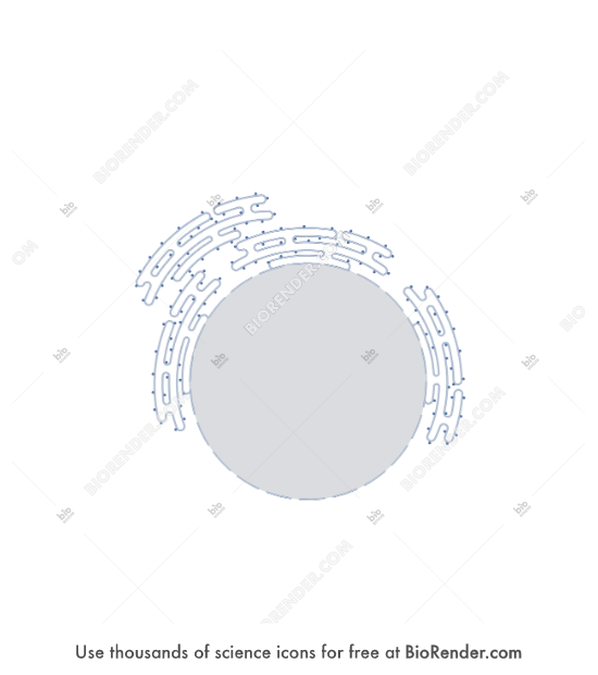 Free Nuclear membrane (with budding RER) Icons, Symbols & Images ...