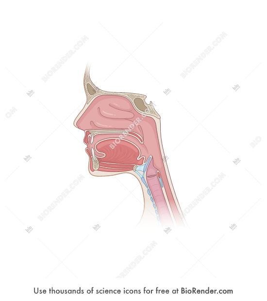 Free Upper respiratory tract (female) Icons, Symbols & Images | BioRender
