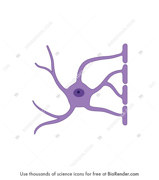 Free Astrocyte (with end feet, one-sided) Icons, Symbols & Images ...