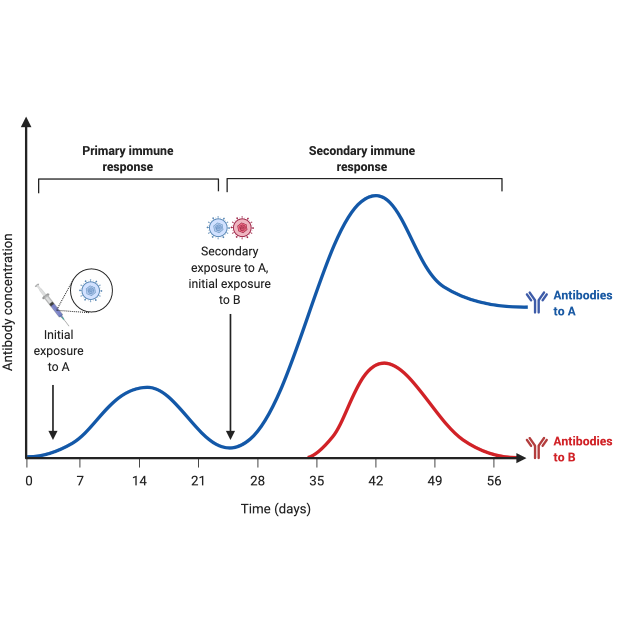 Immune Response Graph