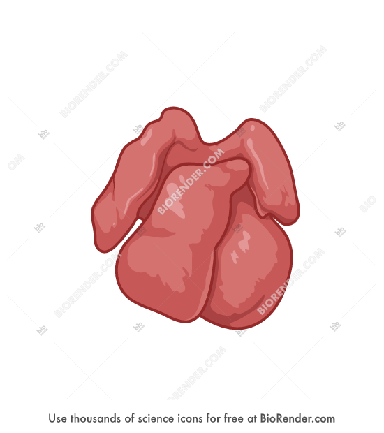 Free Mouse fetal heart (E12) Icons, Symbols & Images | BioRender