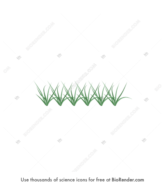Free Grass (field) Icons, Symbols & Images | BioRender