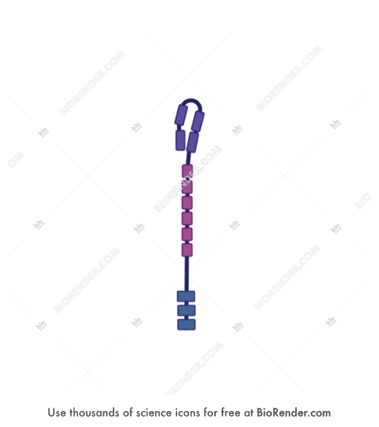Free Netrin receptor (DCC) Icons, Symbols & Images | BioRender