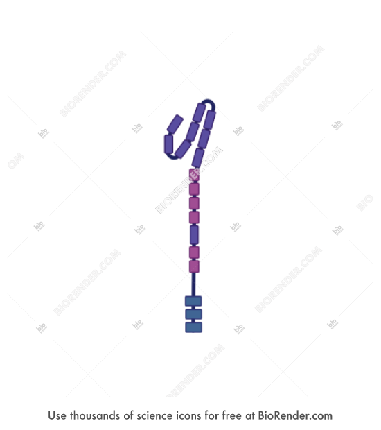 Free DSCAM Icons, Symbols & Images | BioRender