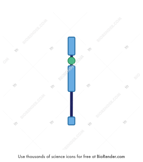 Free Integrin β Icons, Symbols & Images | BioRender