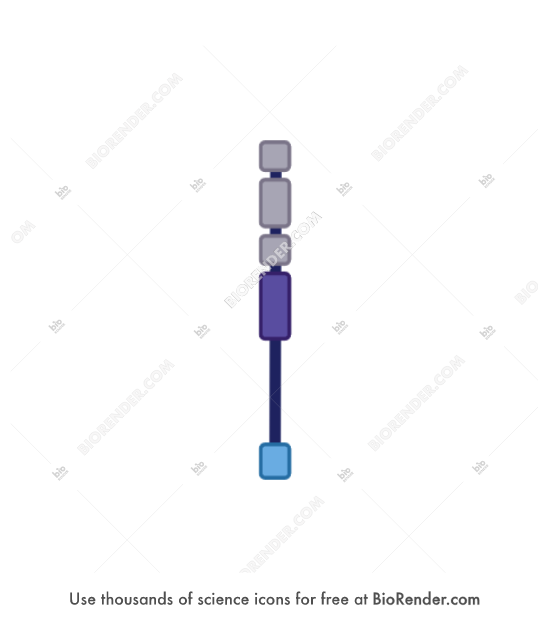 Free Netrin-G ligand (NGL) Icons, Symbols & Images | BioRender