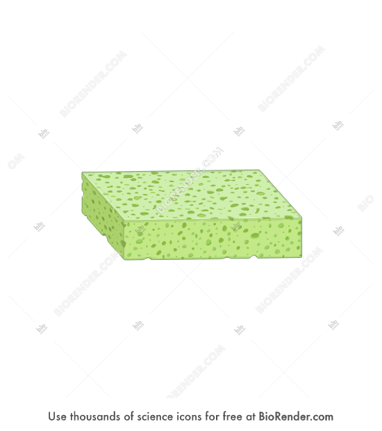 Free Sponge Icons, Symbols & Images | BioRender