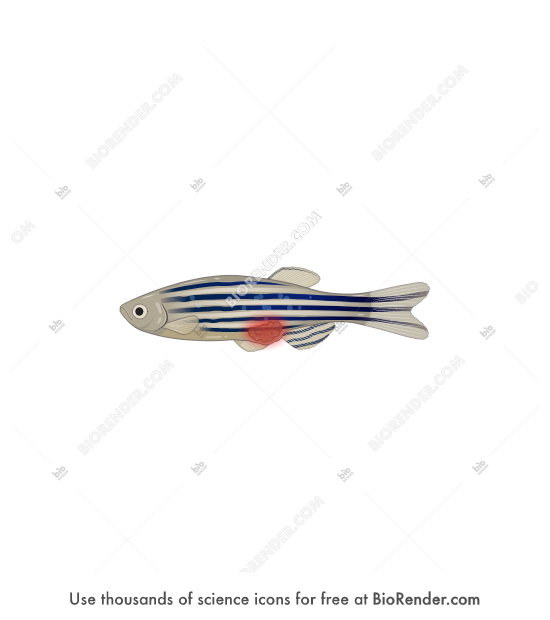 Free Zebrafish (male, tumor, ventral) Icons, Symbols & Images | BioRender