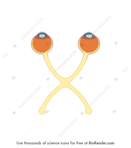 Free Optic chiasm Icons, Symbols & Images | BioRender