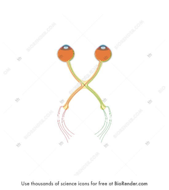 Free Optic chiasm (with tracts) Icons, Symbols & Images | BioRender