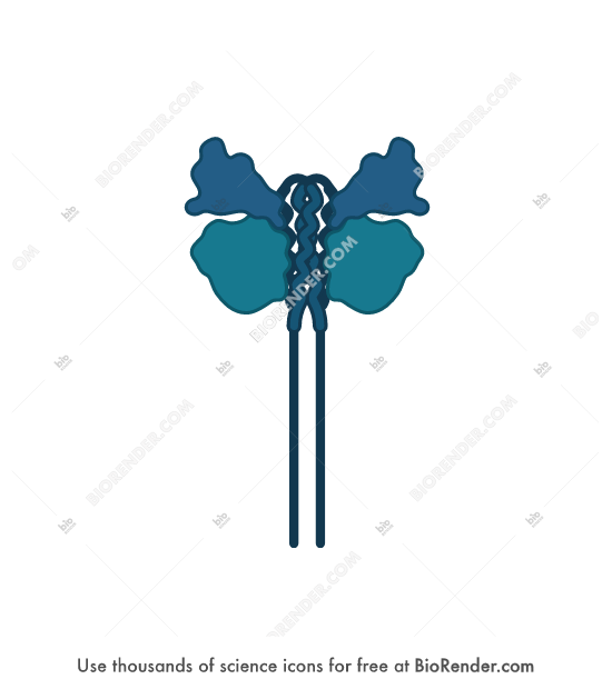 Free Transferrin receptor (TfR1) Icons, Symbols & Images | BioRender