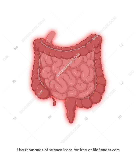 Free Intestines (inflamed) Icons, Symbols & Images | BioRender